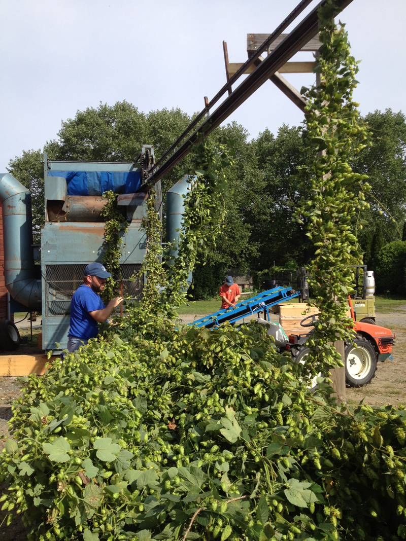 Examining the Current Hop Crop