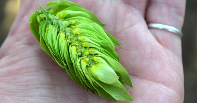 Hops to Watch in 2017